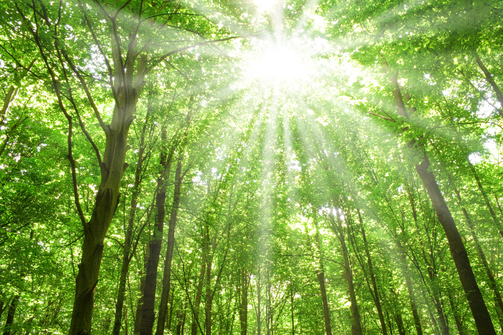 Is Using Trees Sustainable? – InsideSources