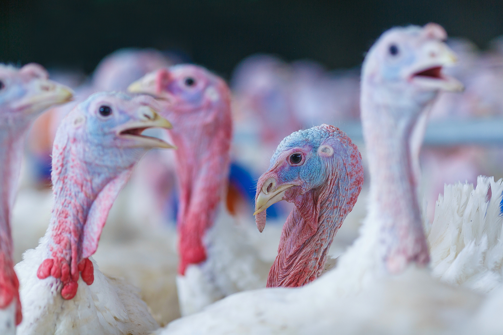 Turkeys: a Look Through the Numbers – InsideSources