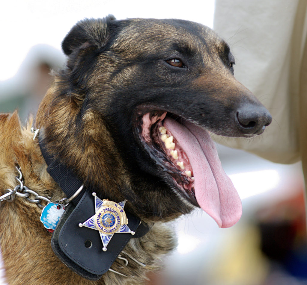K-9 Units Are Public Safety Tool That Must Be Preserved – InsideSources