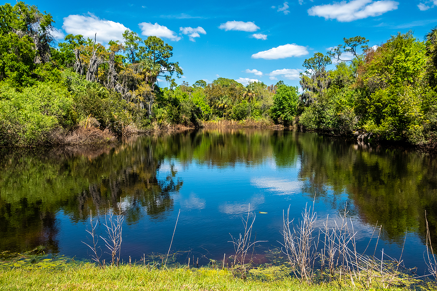 Biden Reviews Endangered Species and Wetlands Protection – InsideSources